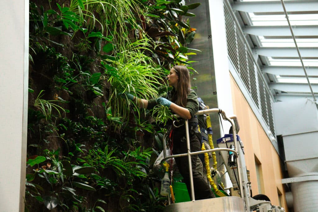 Climate Zone: Living wall comes with environmental benefits – Algonquin ...