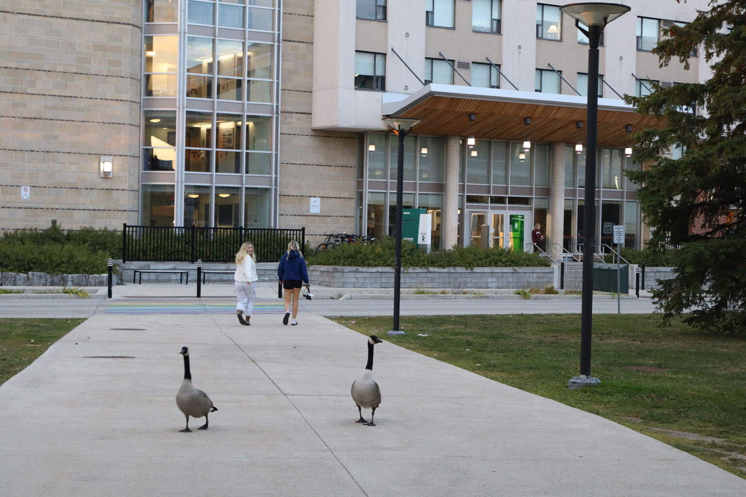 Wings, waste and worry: Geese rile Algonquin College students – Algonquin Times